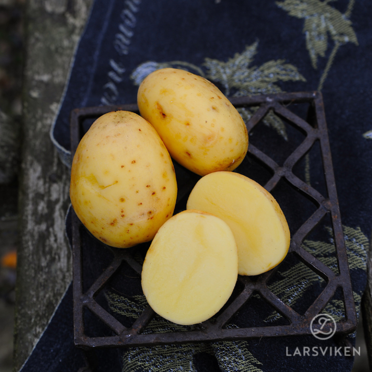 Sättpotatis 'Heidemarie' | Larsviken