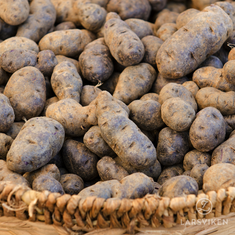 Sättpotatis 'Violet Queen' | Larsviken