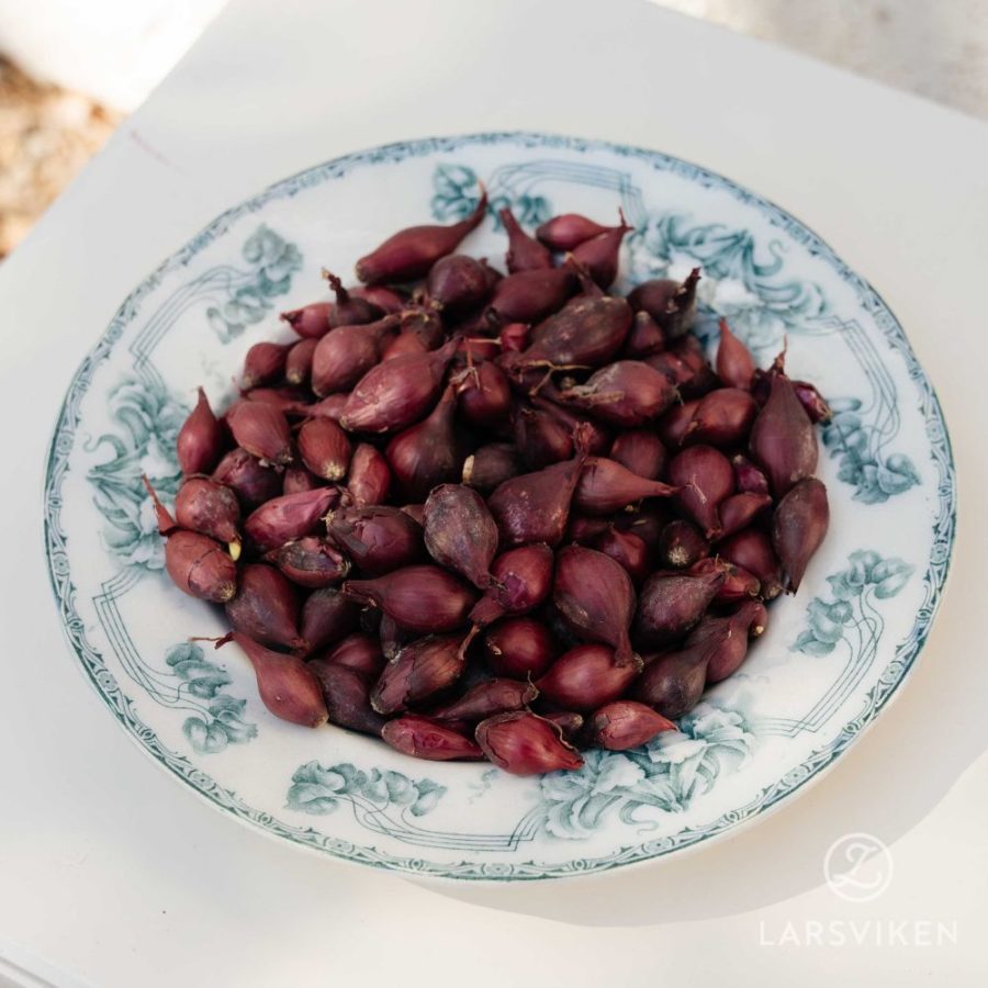 Rödlök 'Akado' för höstplantering | Larsviken