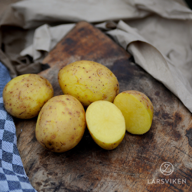 Sättpotatis 'Glorietta' | Larsviken