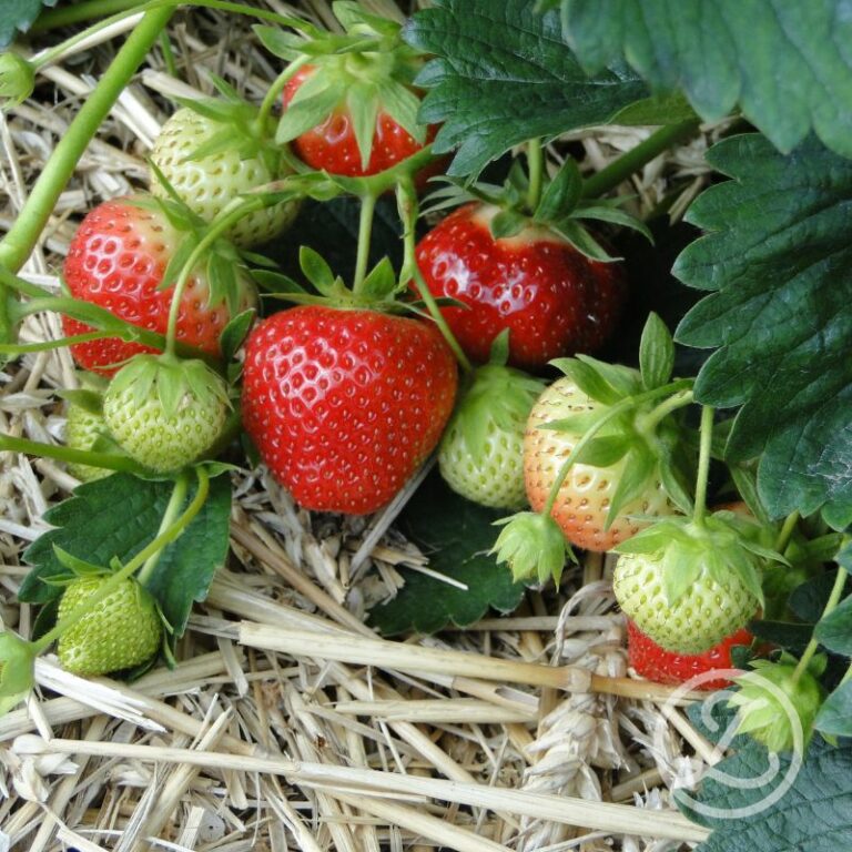 Självförsörjande på grönsaker | Larsviken