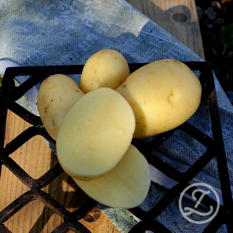 Sättpotatis 'Queen Anne' | Larsviken